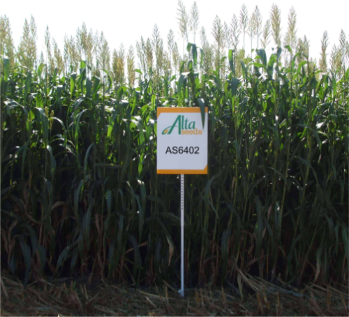 ADV S6218 BMR 6 HYBRID SORGHUM SUDANGRASS